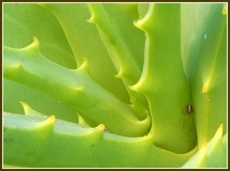 【La PLANTA del ALOE VERA o SÁBILA】 - TODA la INFORMACIÓN